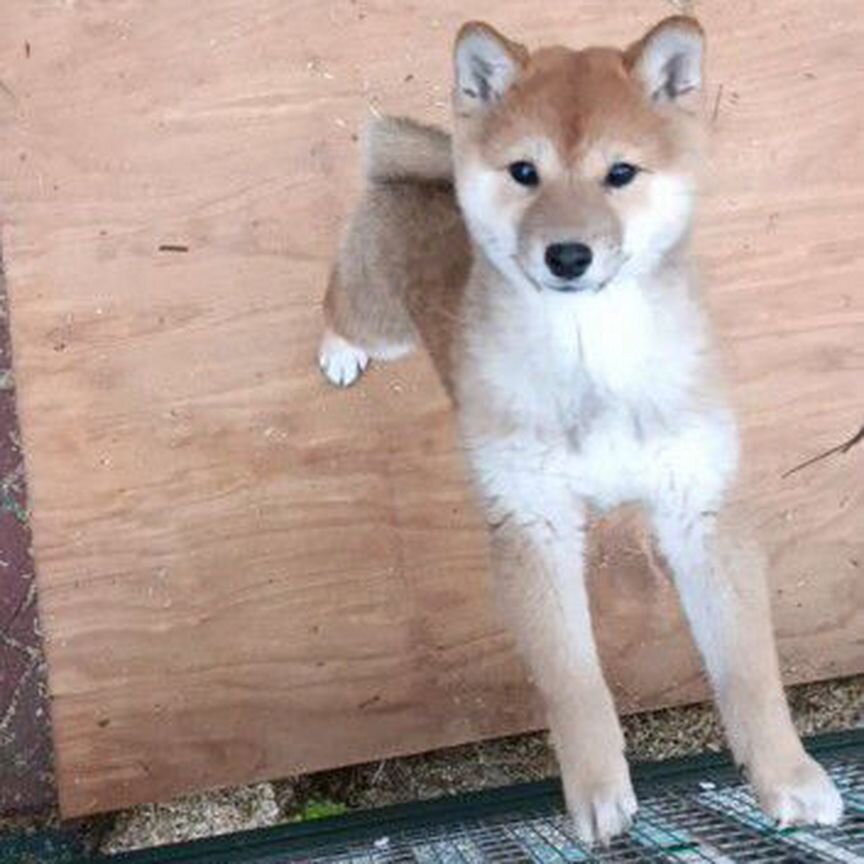 Сиба-ину, щенок