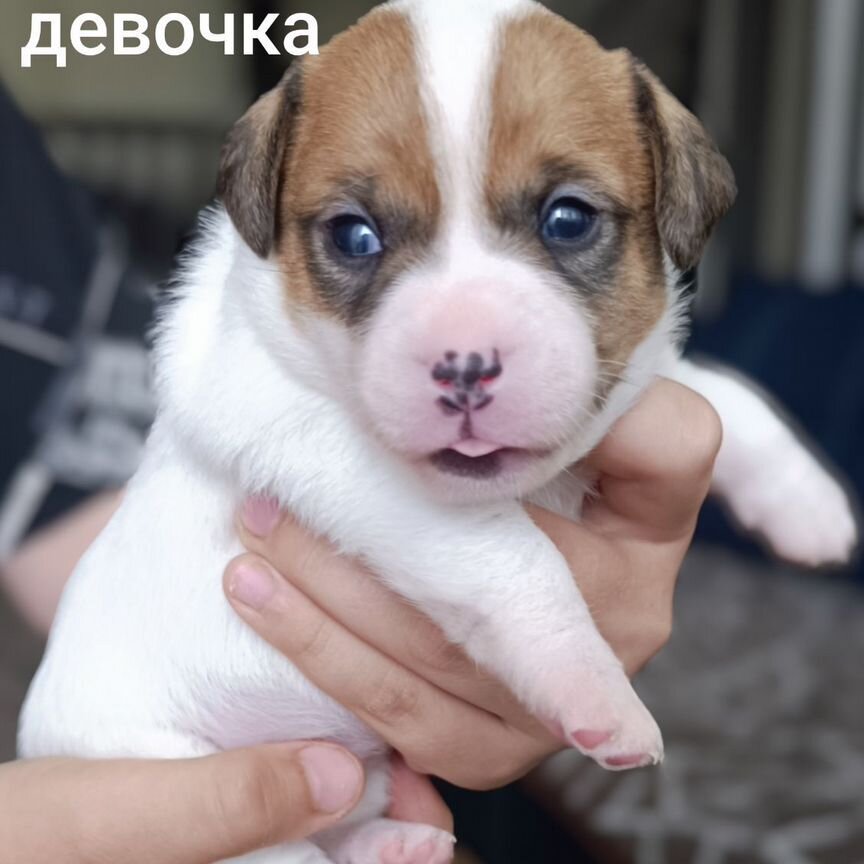 Джек-рассел-терьер, щенок