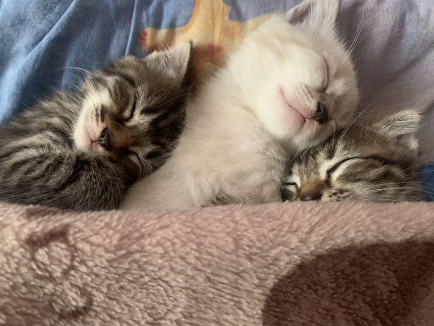 Милые котятки в добрые руки