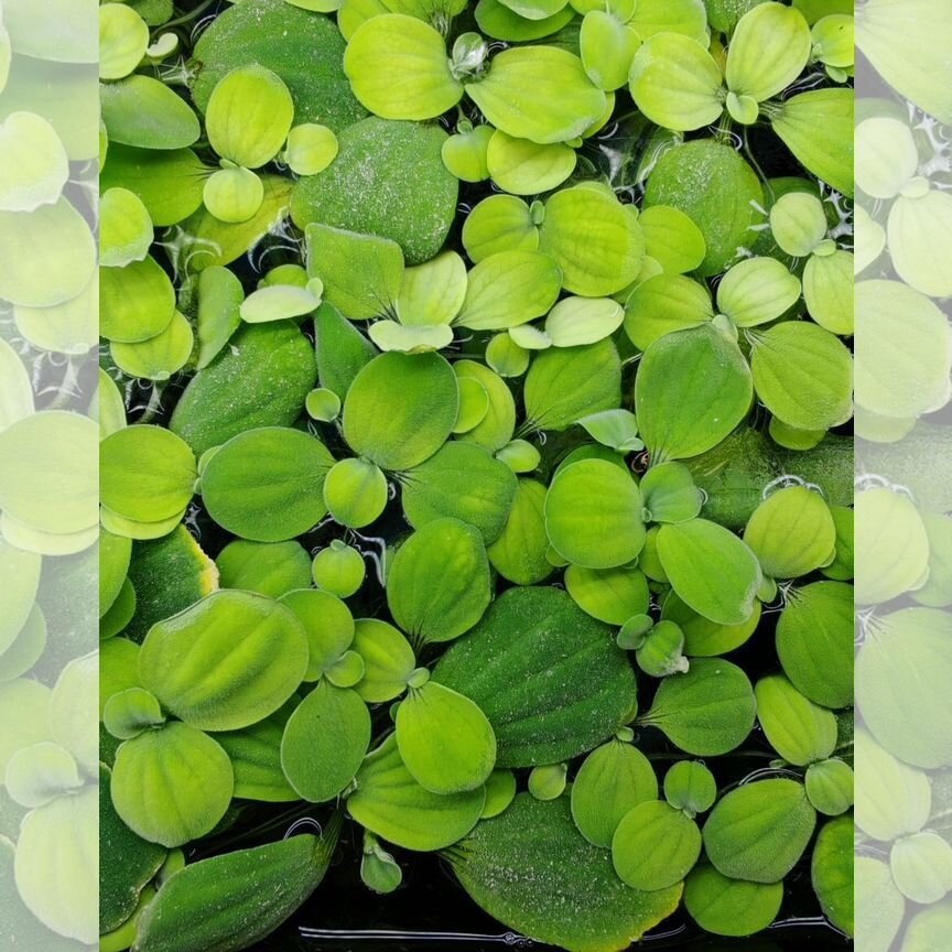 Аквариумное растение пистия