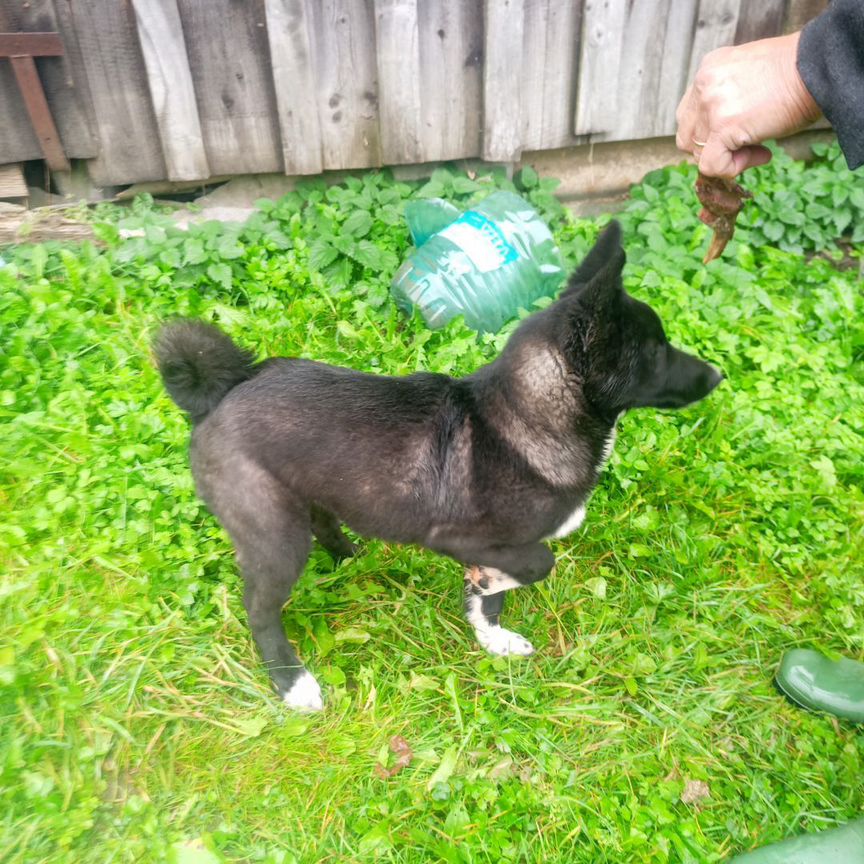 Отдам щенка лайки в добрые руки