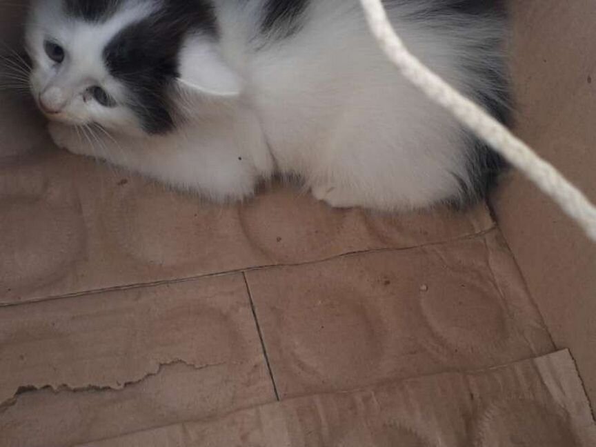 Котенок на улице. нужна передержка