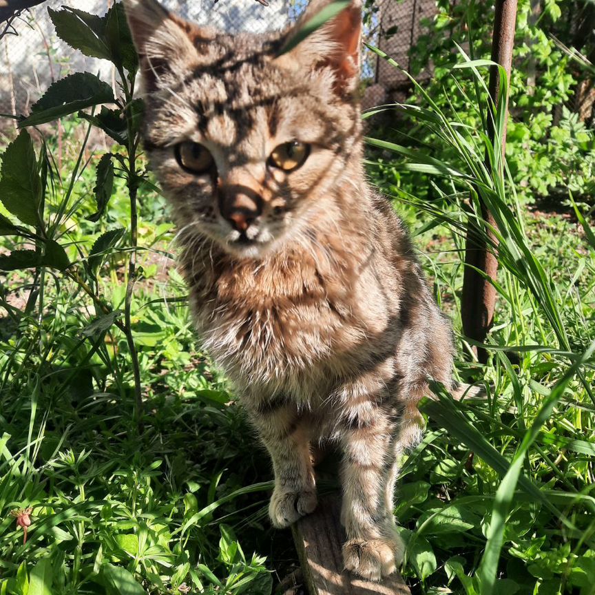 Отдам в добрые руки кота