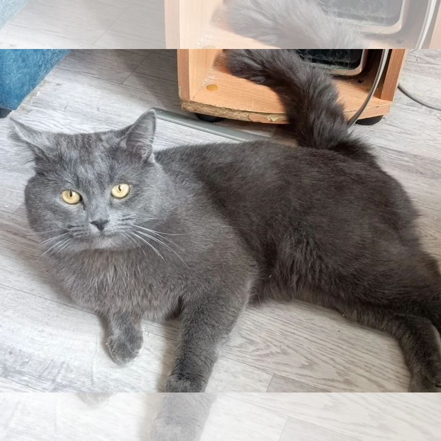 Сиамский, взрослый кот