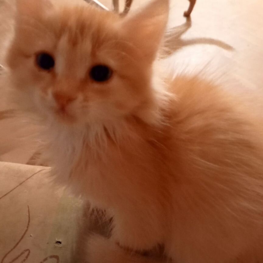 Рыженькая кошечка в добрые, ласковые руки