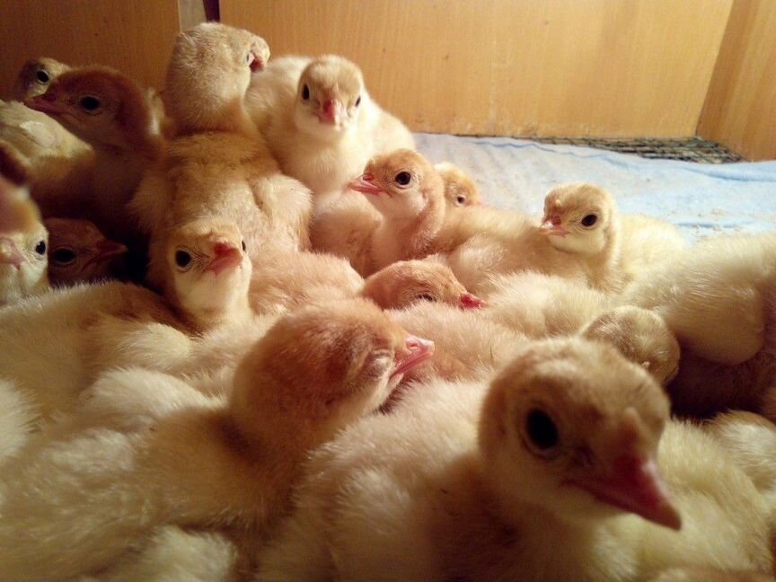 Индюшата бш