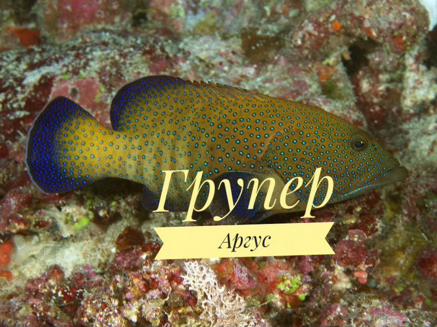 Групер Аргус, M (морская рыбка в наличии)