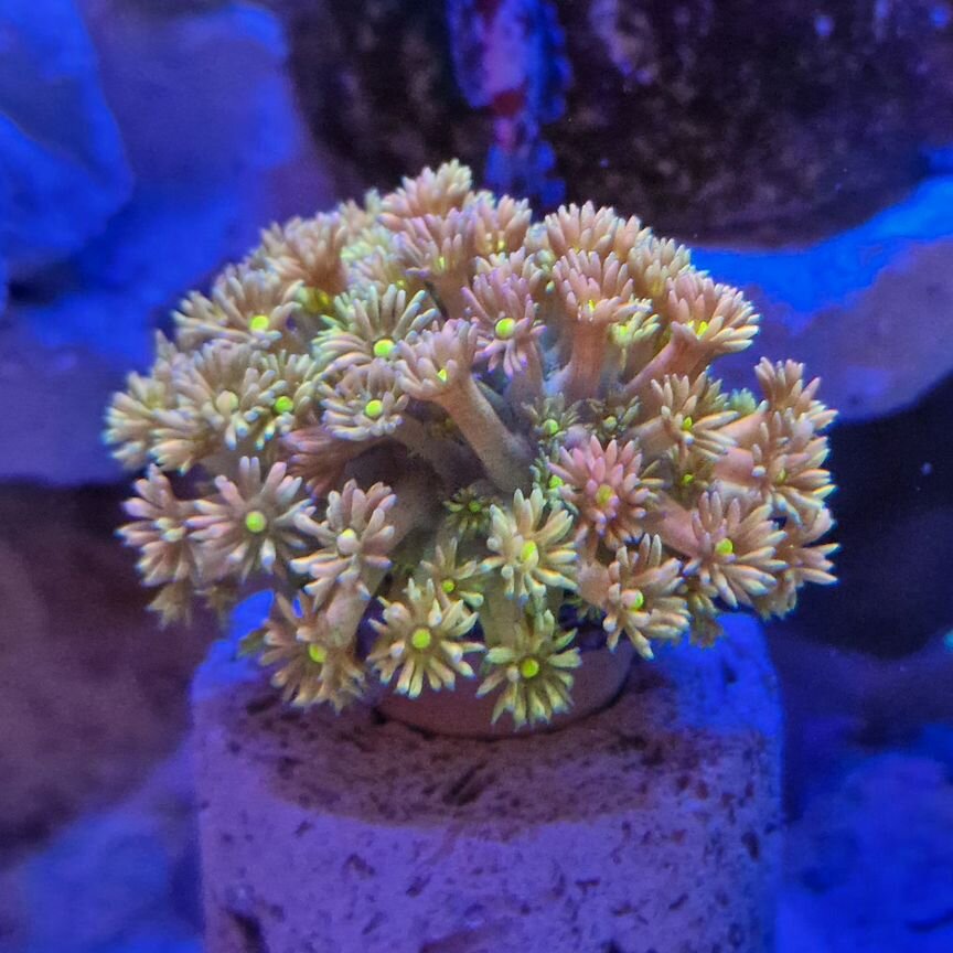 Гониопора мультиколор коралл морской