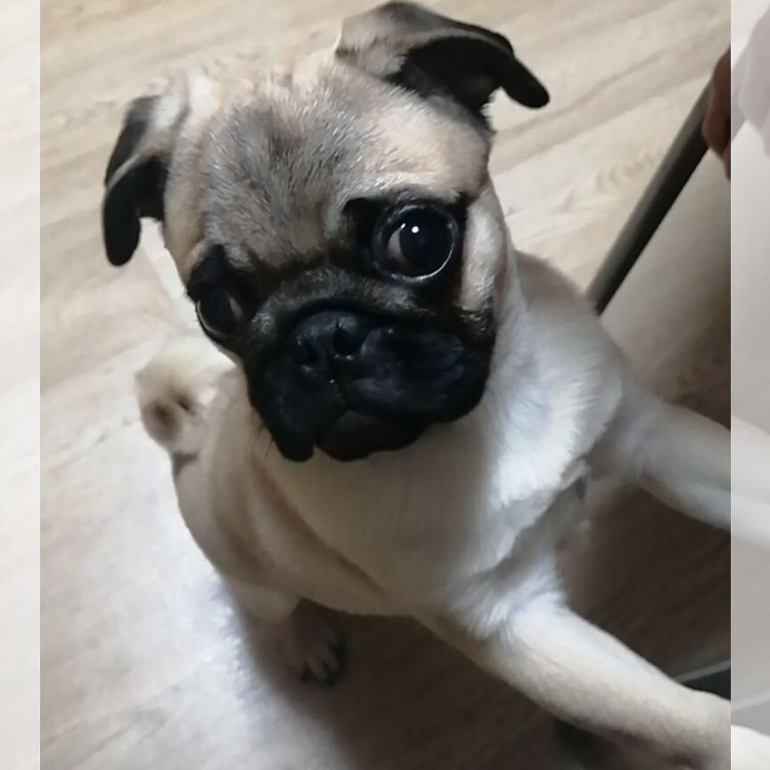 Мопс, щенок