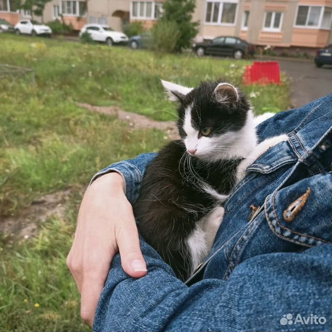 Спасти нельзя оставить домашний котенок на улице