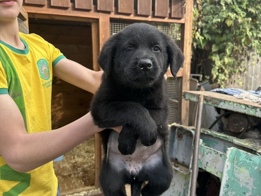 Щенок лабрадор-немец