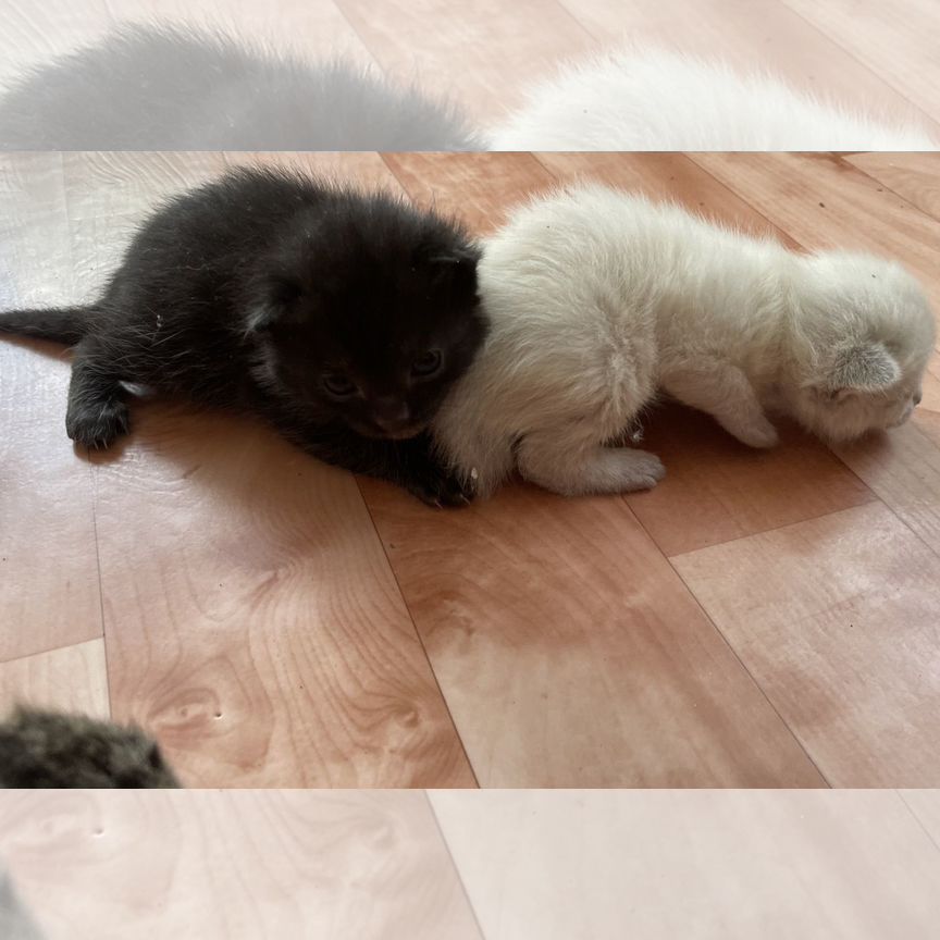 Котёнок в добрые руки