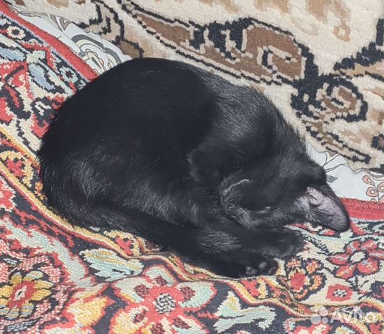 Котята в добрые руки бесплатно