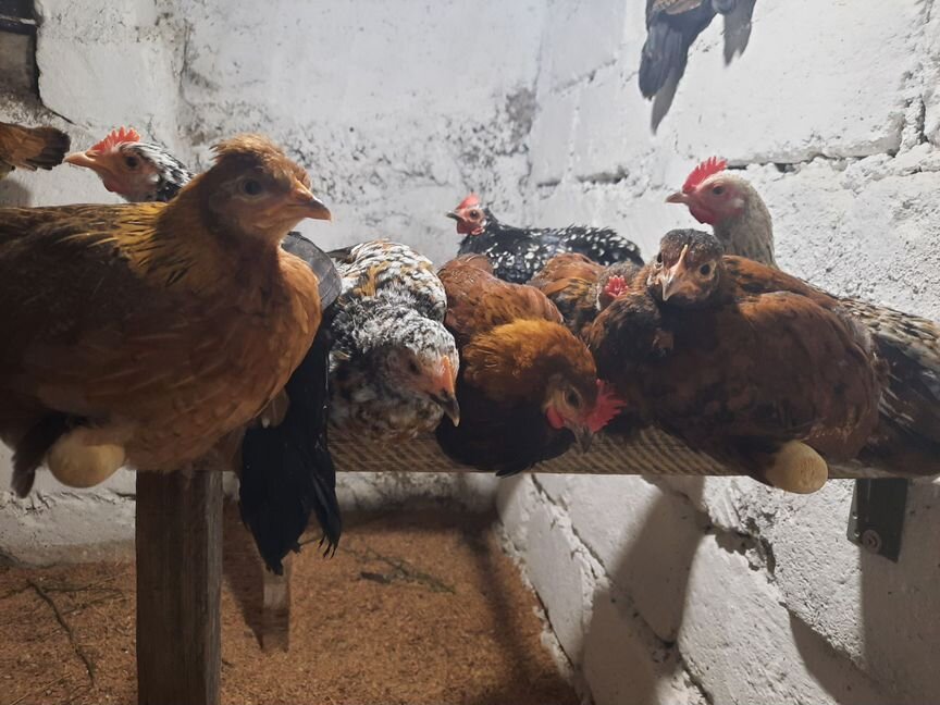 Куры бентамки (карликовые) молодки несушки