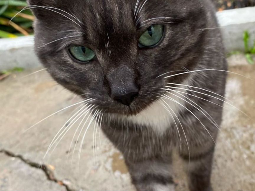 Кот с бирюзовыми глазами