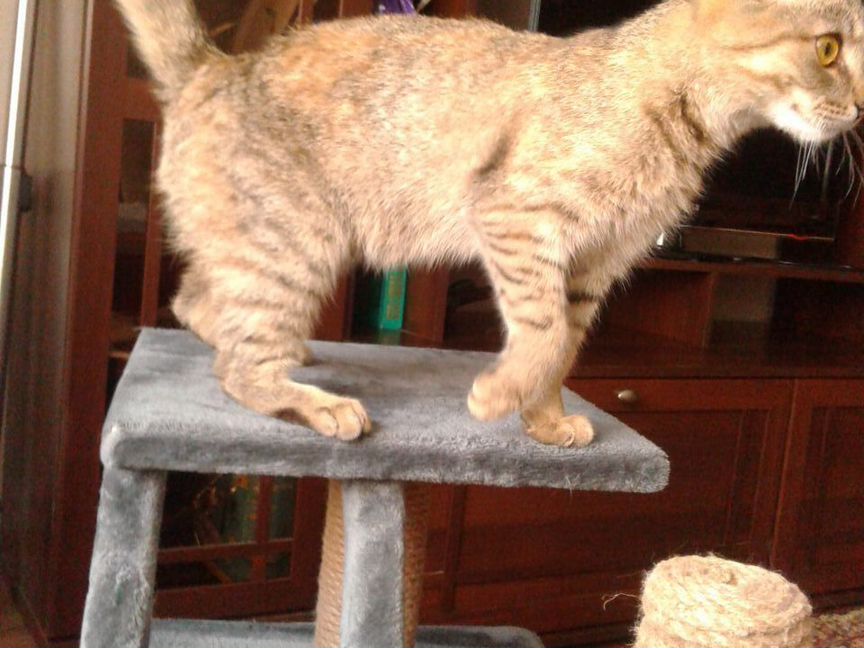 Кошечка Шейла в добрые руки