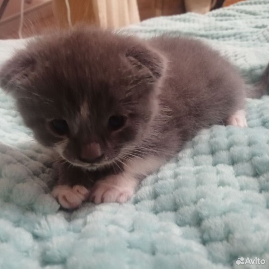 Котёнок мальчик