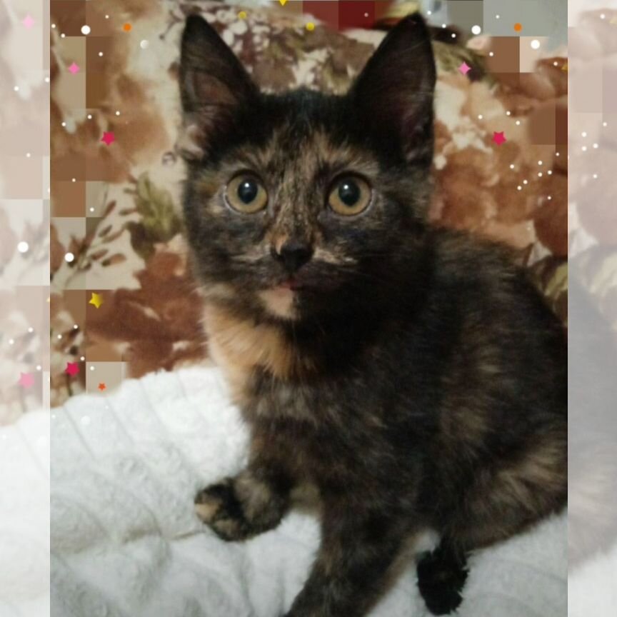 Котёнок в добрые руки