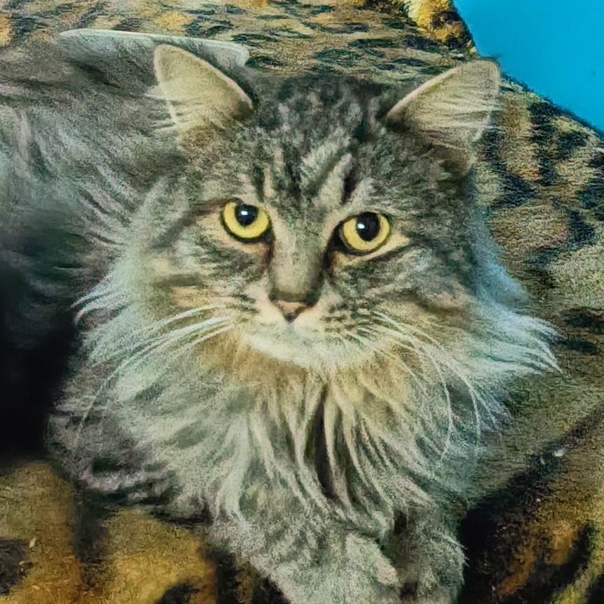 Отдам кота в добрые руки. Доставка