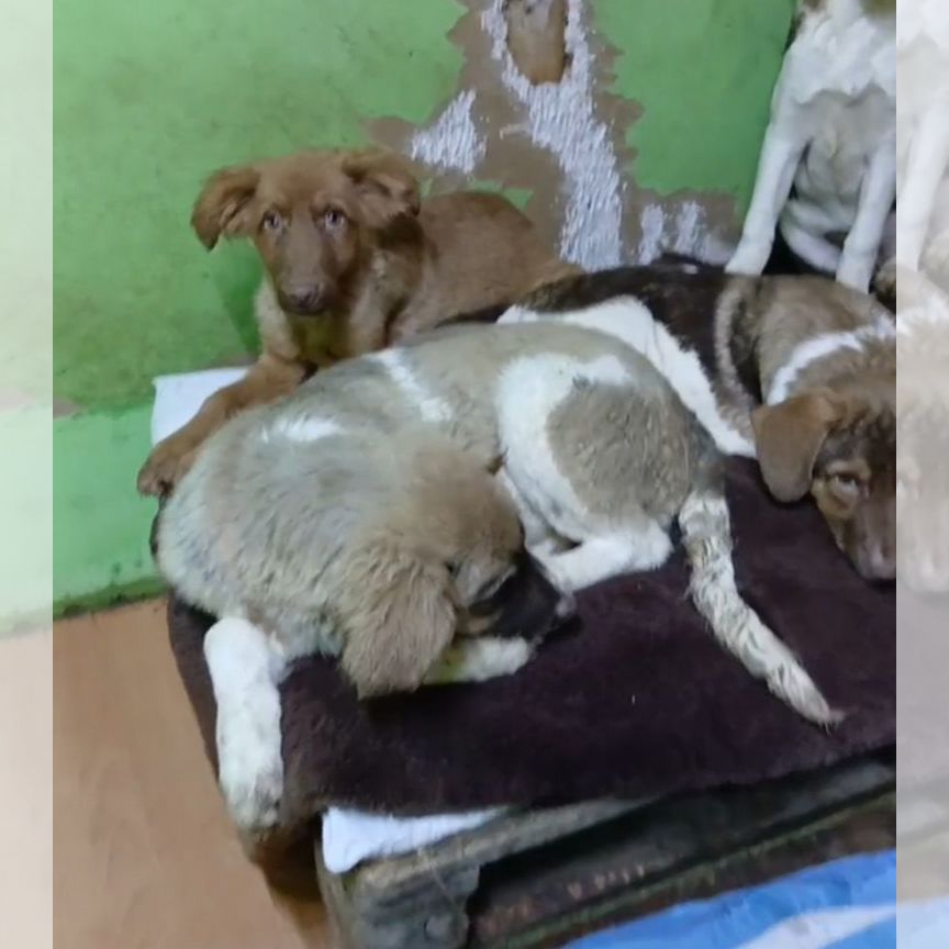 Щенок в добрые руки