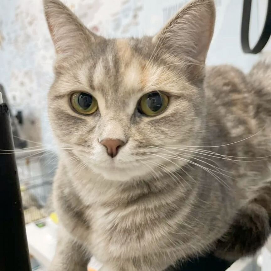 Кошечка в добрые руки