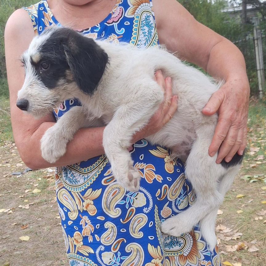 Красивый щенок в дар