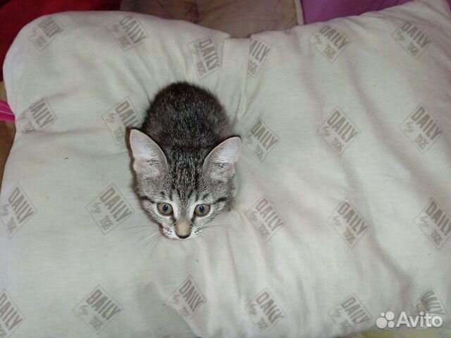 Котенок