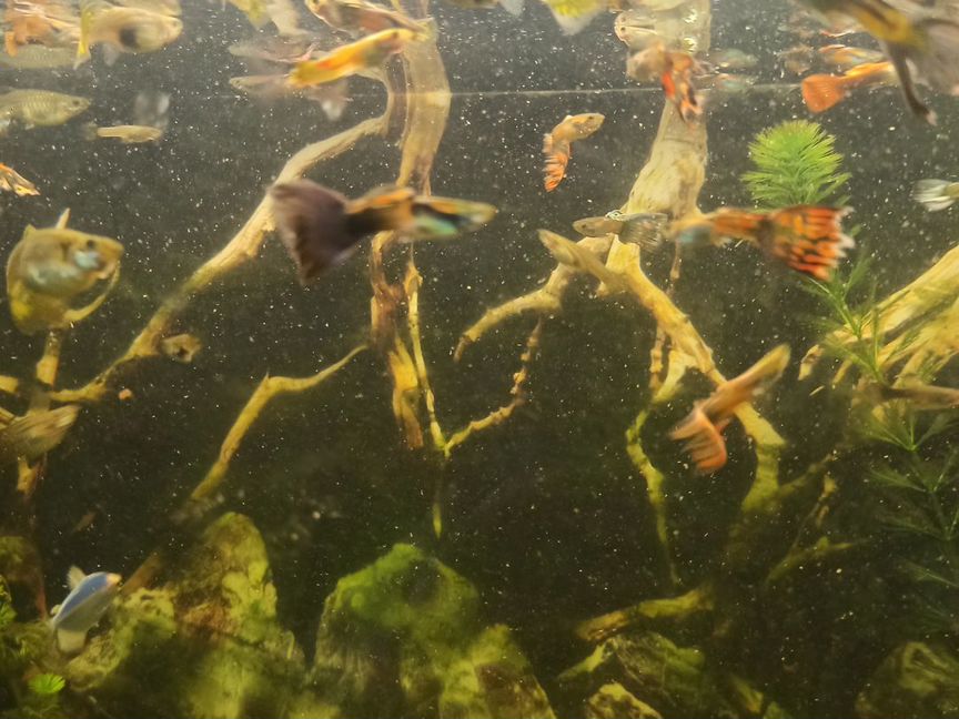 Аквариумные рыбки (гуппи) отдам бесплатно