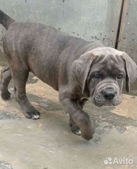 Щенок Кане Корсо