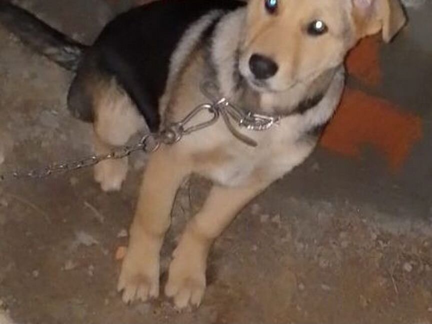 Щенок ищет хозяев