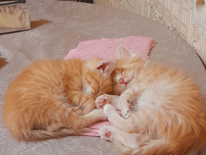 Котята другие