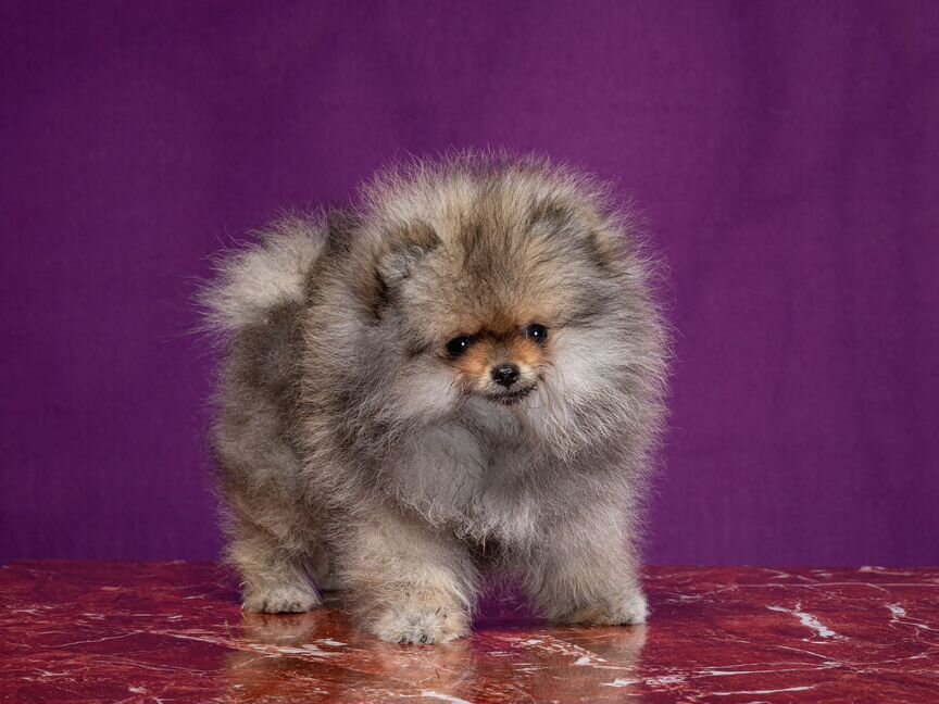 Малыш померанец