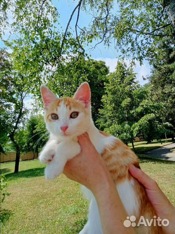 Шикарный Рыжик