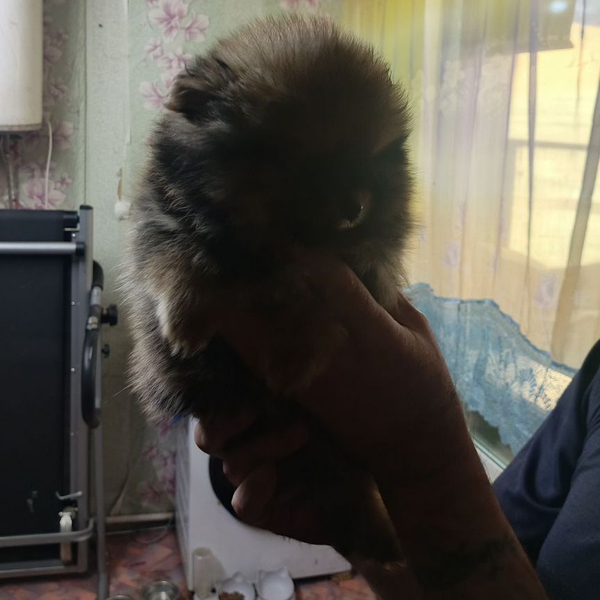 Померанский шпиц, щенок