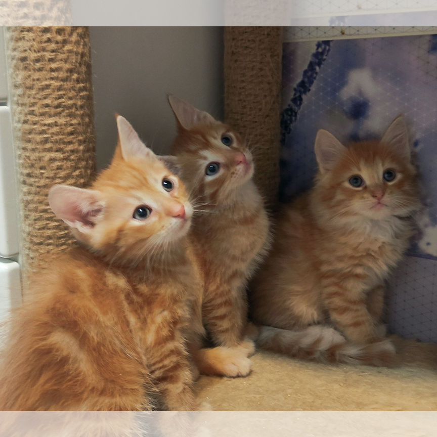 Котики