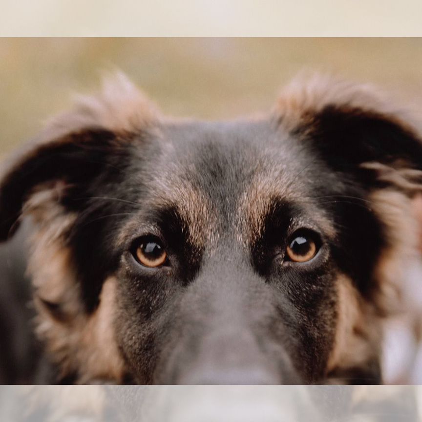 Немецкая овчарка, щенок