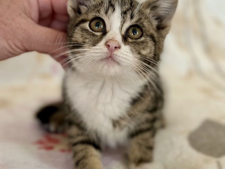 В любящие руки