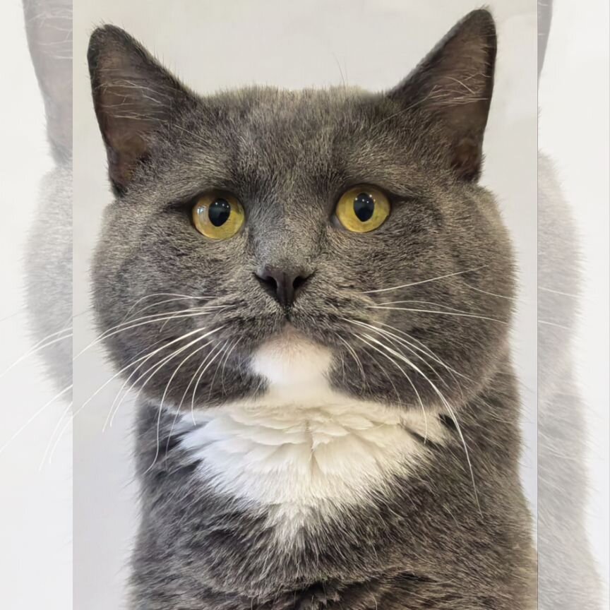 Взрослый кот в добрые руки