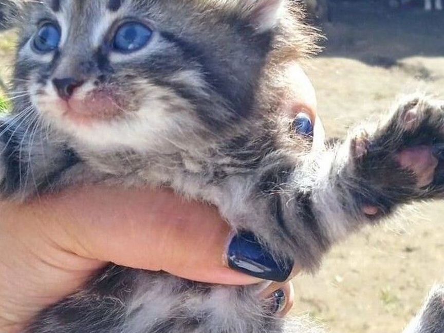 Кошку с котятами оставляют одних в деревне