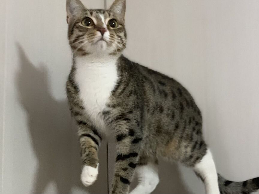 Кошки бесплатно
