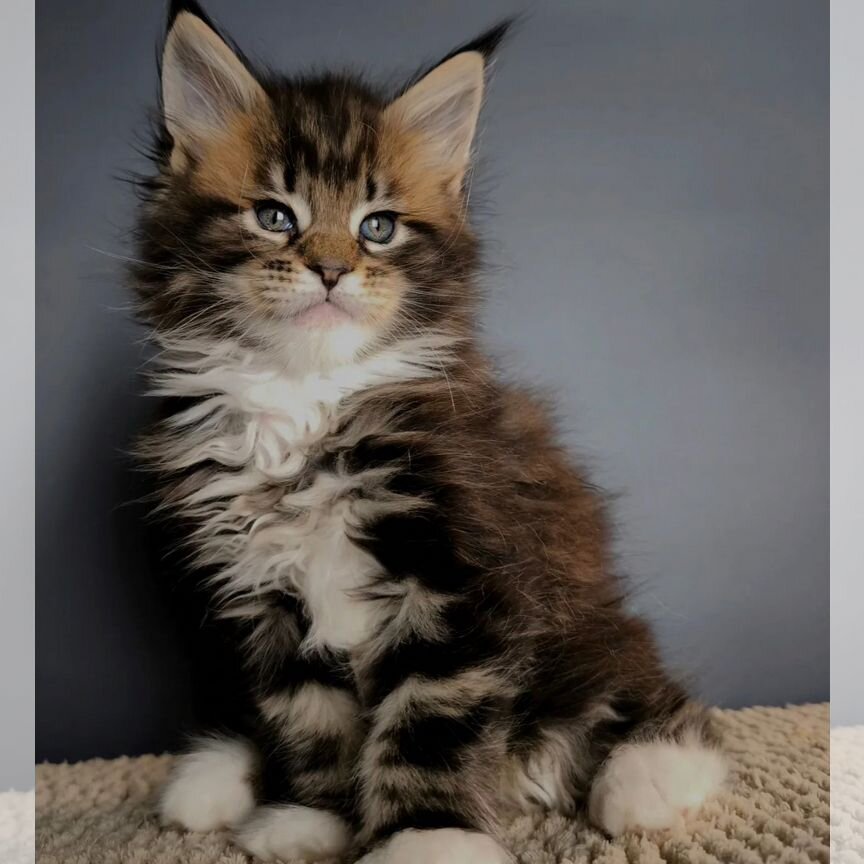 Мейн-кун эффектные котята