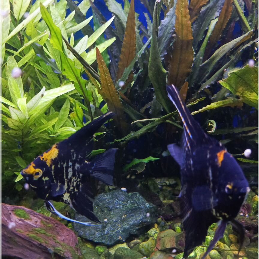 Пара скалярий