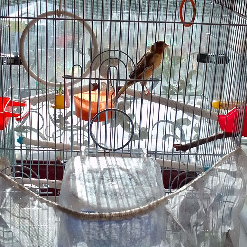 Кенор поющий с клеткой