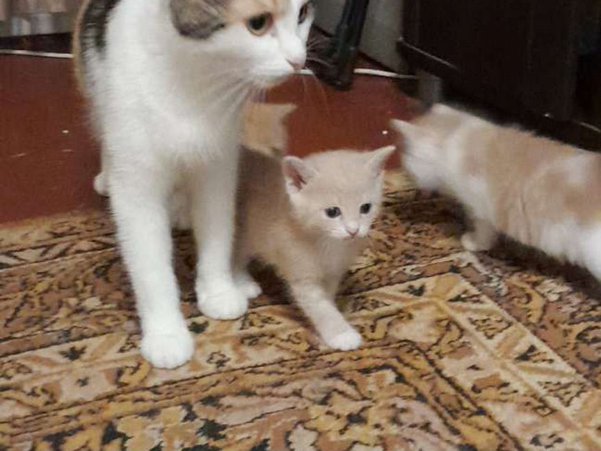 Кошка для счастья в дом