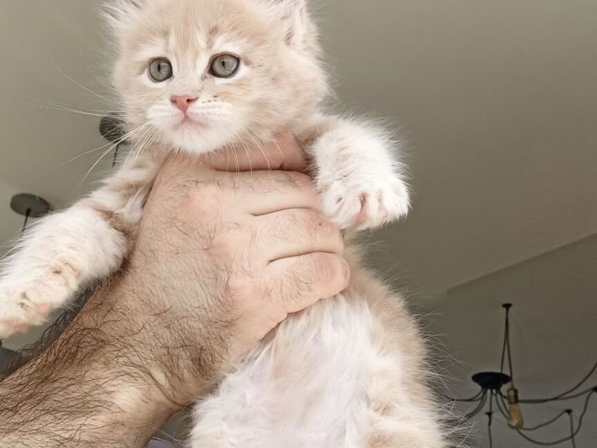 Котята мейн-кун