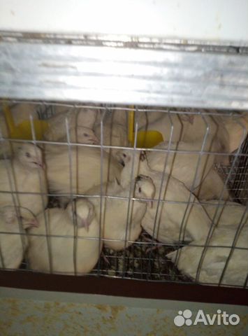 Перепелки несушки