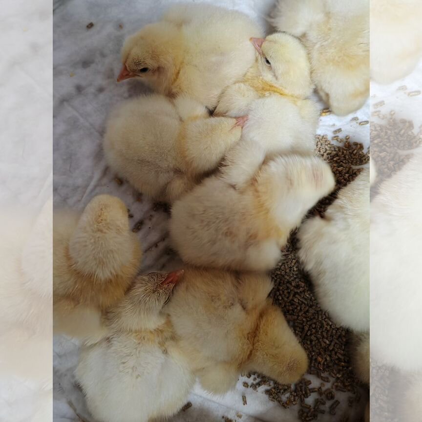 Цыплята суточные