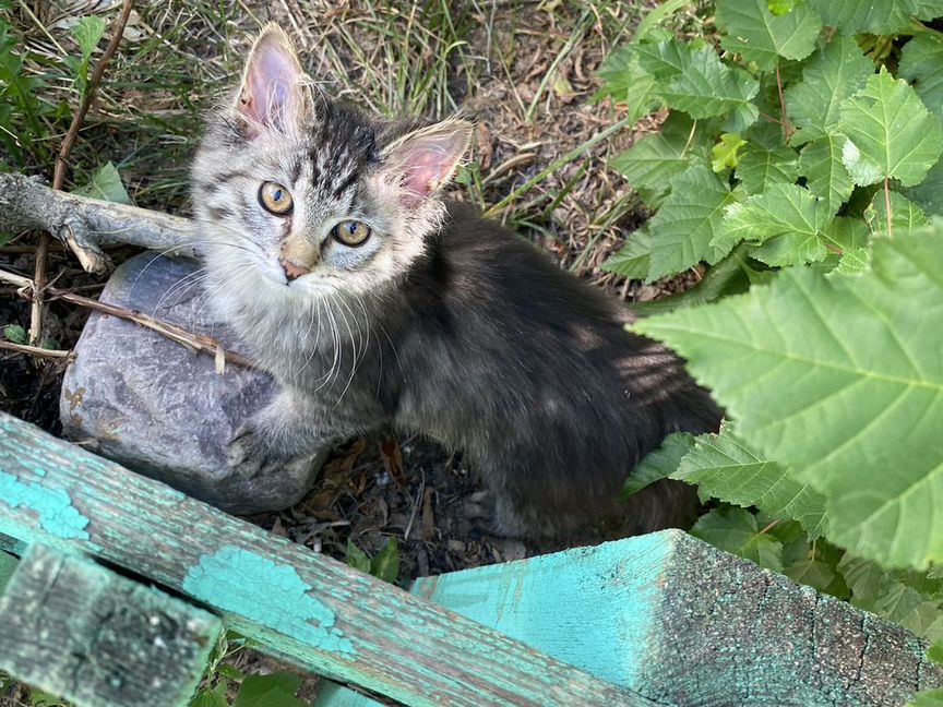 Кошка ищет дом