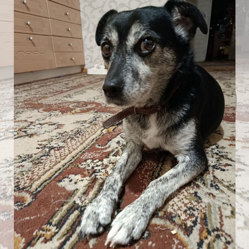 Русский той-терьер, взрослый пёс