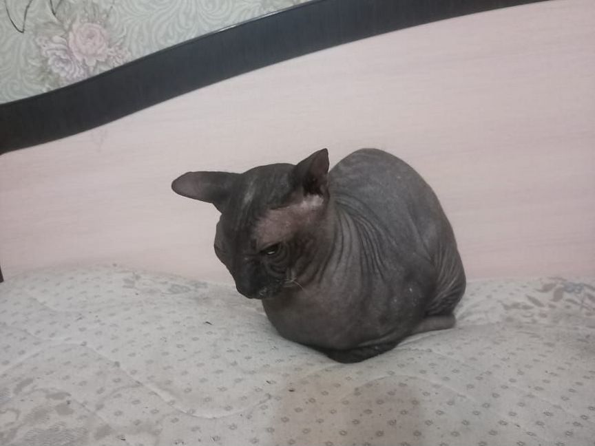 Кот сфинкс